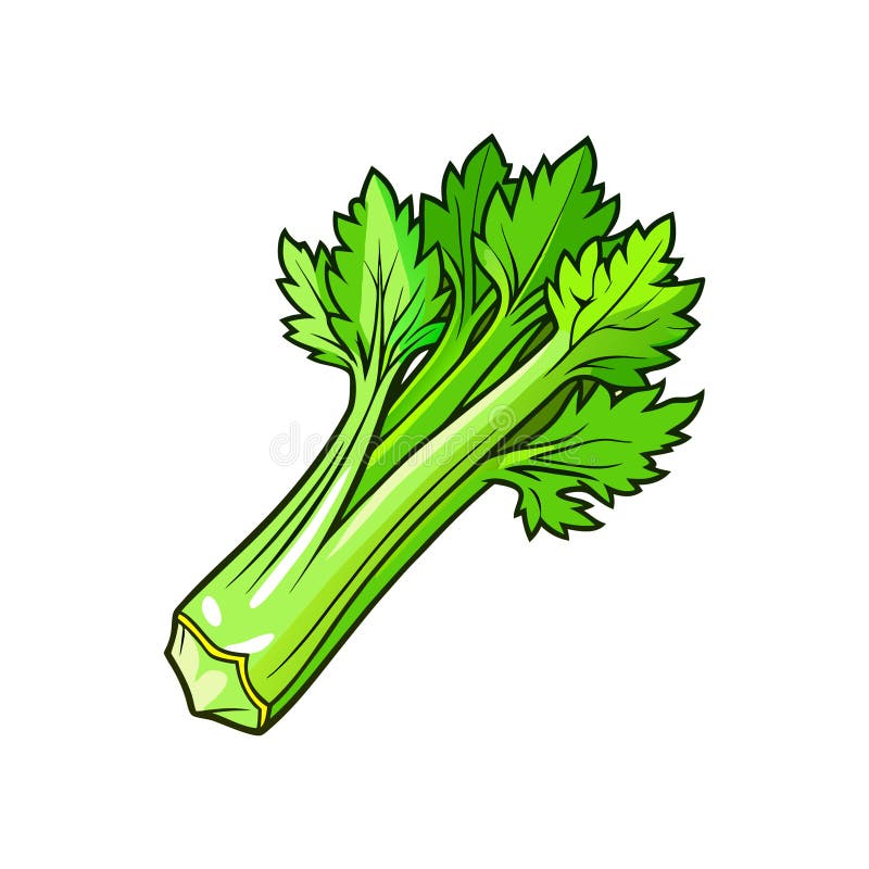 Realistic Celery Vegetable Color Illustration Stock Illustration ...