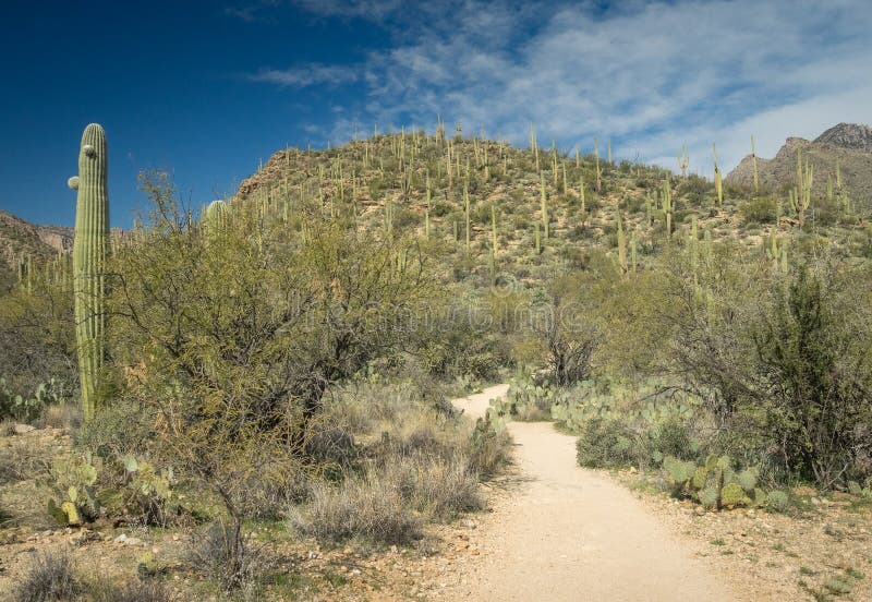 Beautiful Desert Landscape stock photo. Image of tucson - 209810322