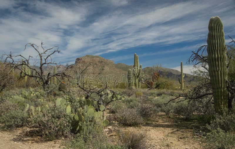 Beautiful Desert Landscape stock image. Image of arizona - 209809391