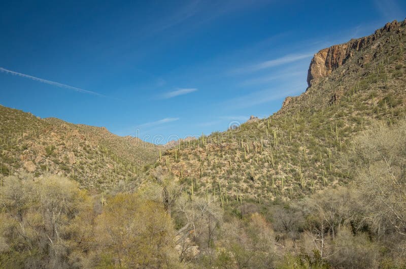 Beautiful Desert Landscape stock image. Image of vegetation - 209811811