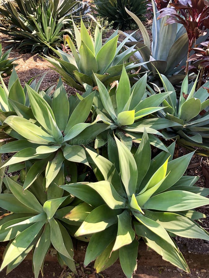 Desert Plants stock photo. Image of plants, desert, nature - 155365934