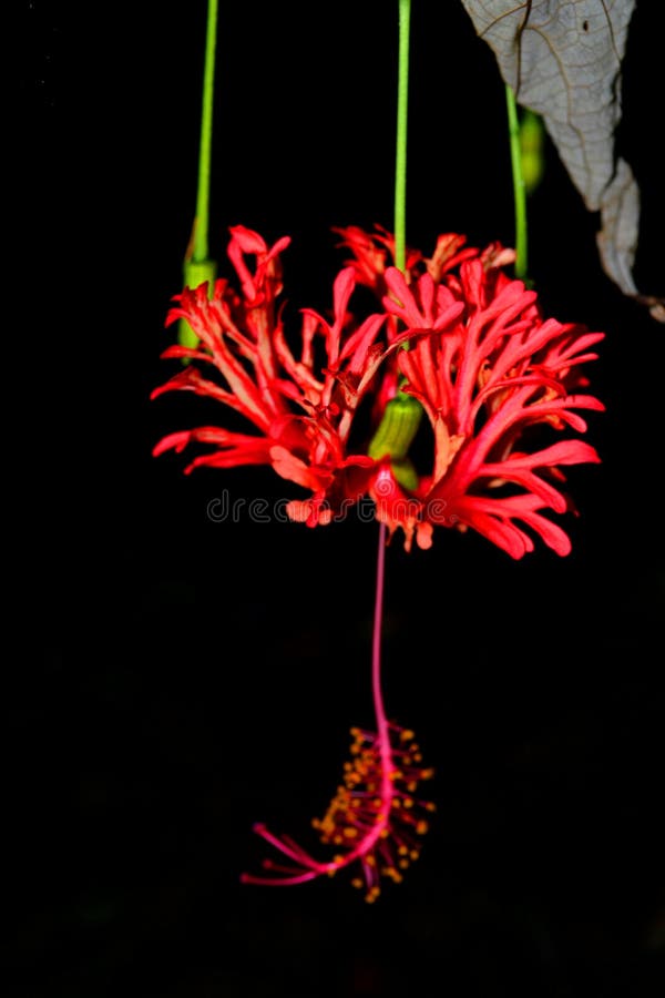 Beautiful desert plants stock image. Image of sahara - 191281857