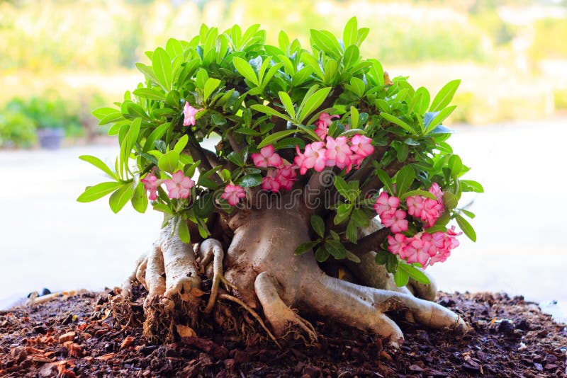 Beautiful Desert Rose or Ping Bignonia Stock Image - Image of flower ...