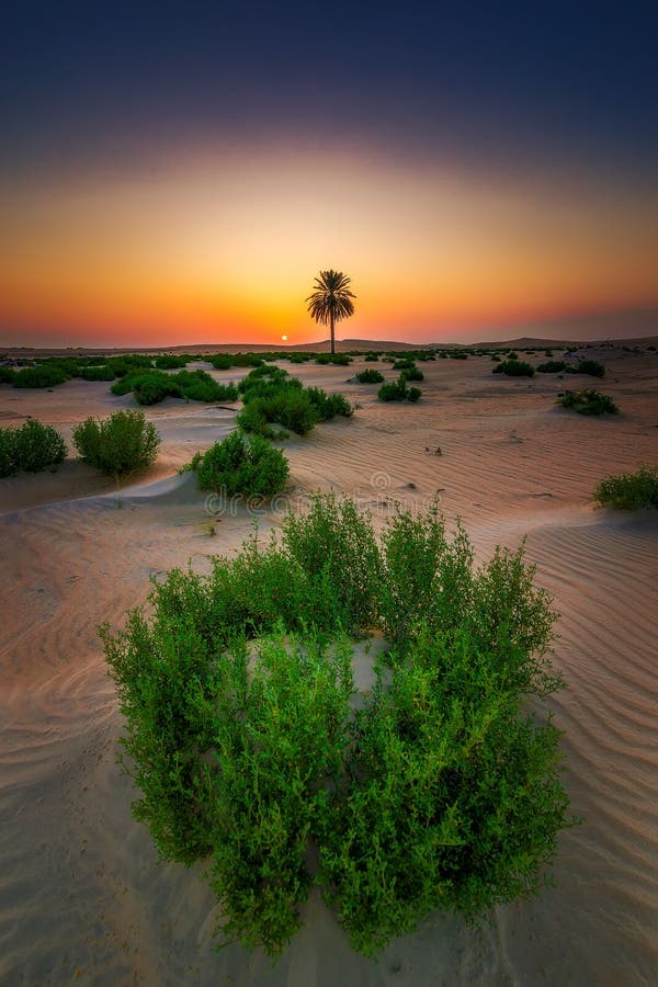 Arabian Desert Sunset
