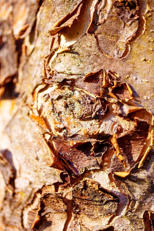 Beautiful Detail of Bark of a Tree. Stock Photo - Image of mold ...