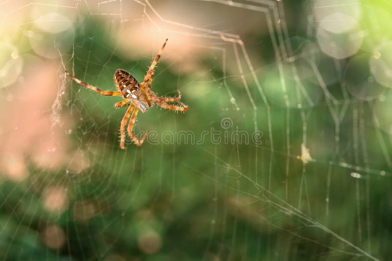 Beautiful Detail of the Cobwebs Stock Photo - Image of insects, mesh ...