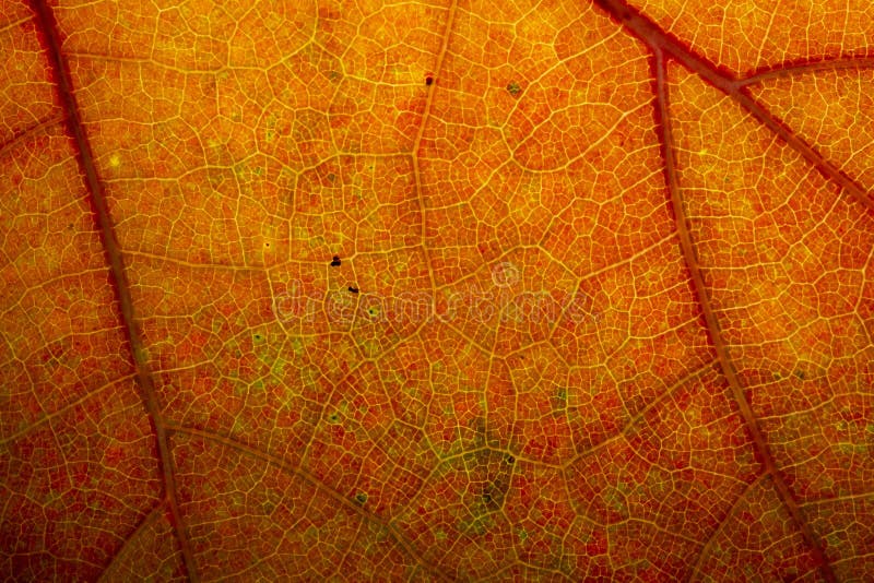 Beautiful Detailed Golden Fall Leaf Macro - Texture Stock Image - Image ...