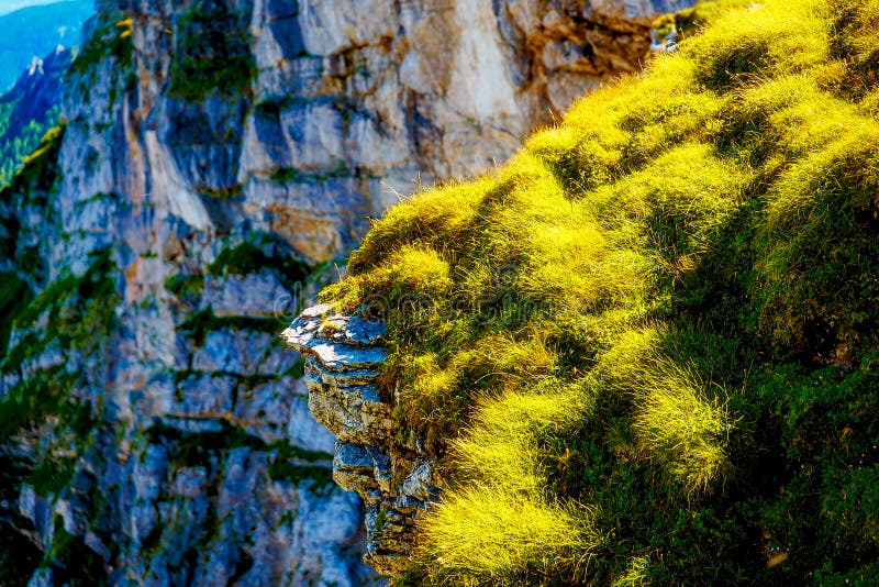 Beautiful Details of Alpine Mountain Landscape on Bright Summer Day ...