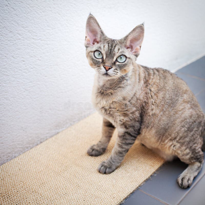 Beautiful Devon Rex Cat Sitting on the Scratching Board Stock Image ...