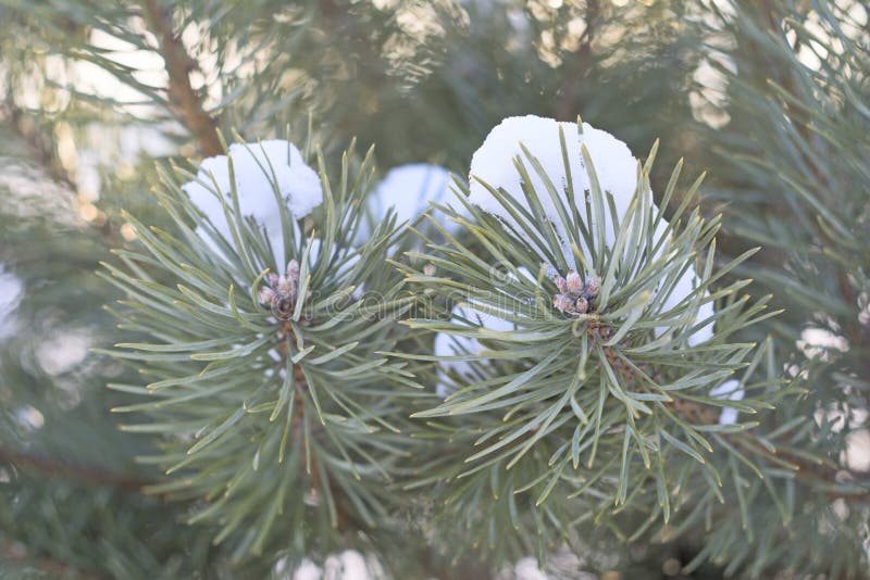 Beautiful Dew on Coniferous Tree Stock Image - Image of garden ...