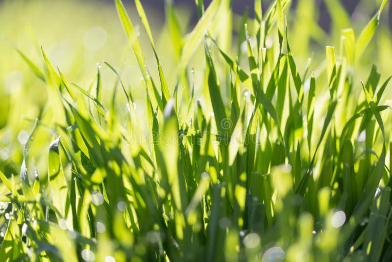 Beautiful dew on the grass stock photo. Image of environment - 100641884