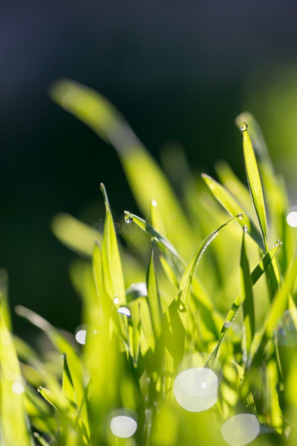 Beautiful dew on the grass stock image. Image of garden - 102491425