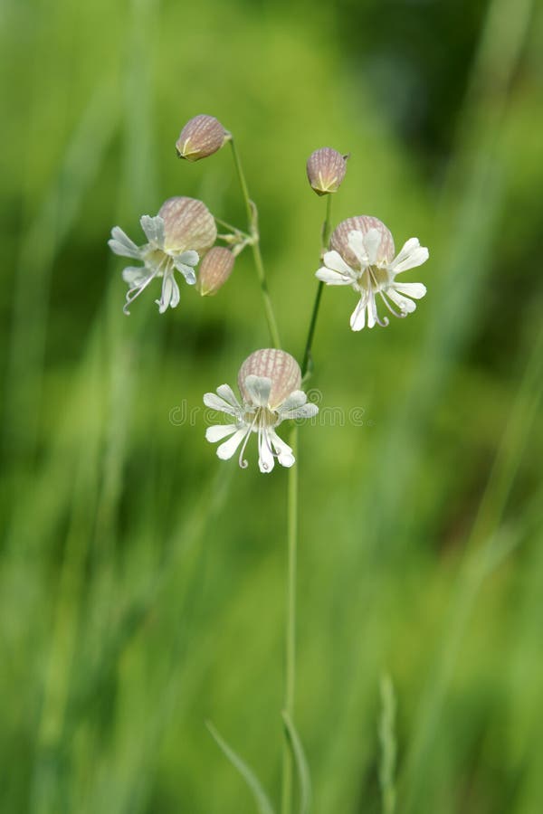 Beautiful Dewy Flowers of the Bladder Campion Stock Image - Image of ...