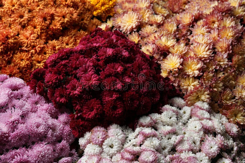 Beautiful Different Color Chrysanthemum Flowers As Background Stock ...