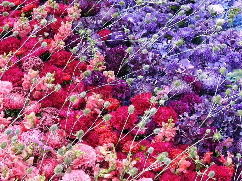 Beautiful Different Colors Flowers, Lithuania Stock Image - Image of ...