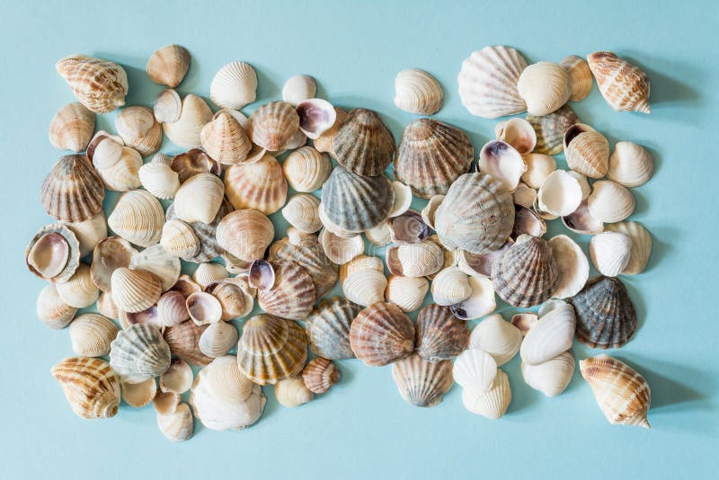 Beautiful Different Seashells on a Blue Background. Mollusk Seashell ...