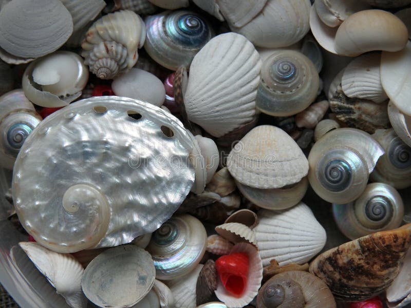 Colorful Shells Can Use As Background Stock Image - Image of nature ...