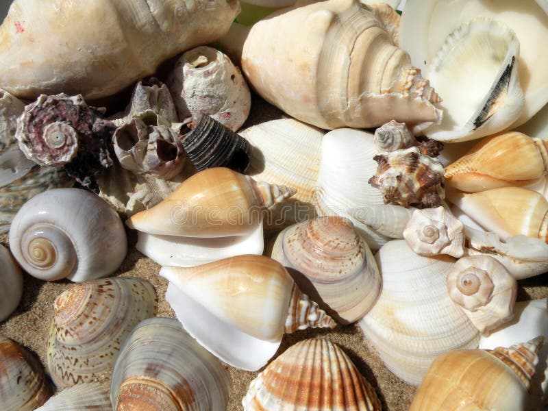Beautiful Shells on Lake Coast, Lithuania Stock Photo - Image of spit ...