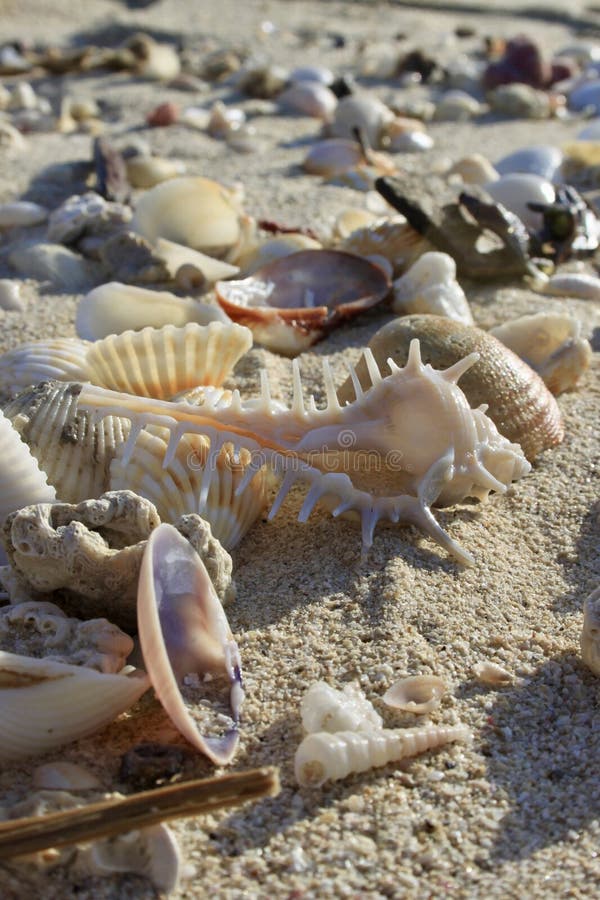 Beautiful Different Shells on the Soft, Crisp Sand. Stock Photo - Image ...