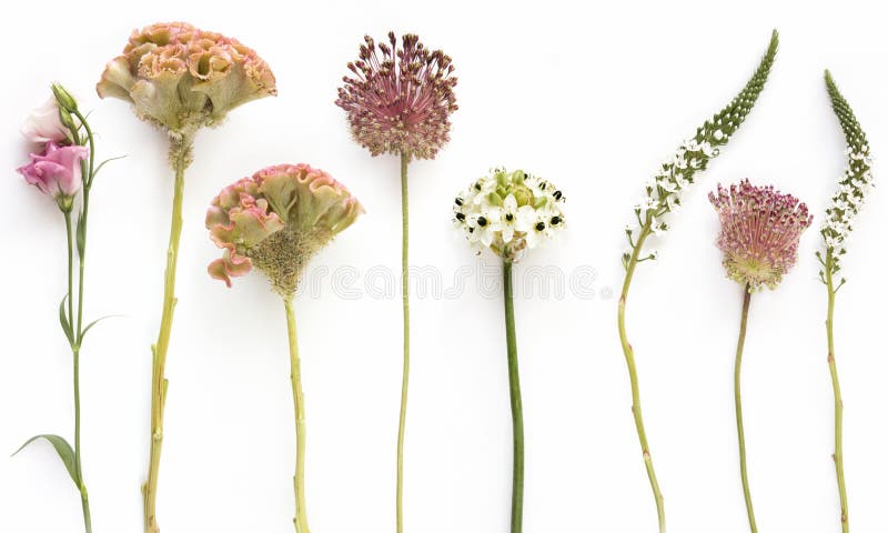 Beautiful Different Types of Single Flowers in Soft Colors Stock Photo ...