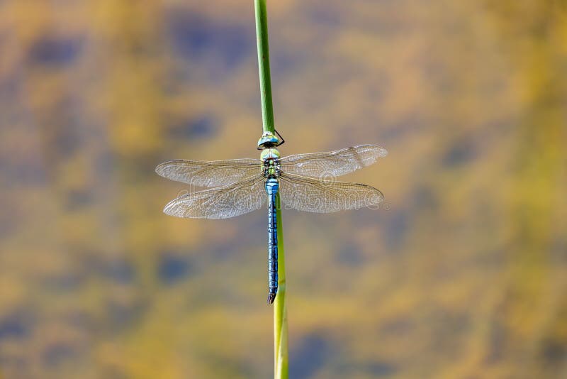 Beautiful Different-winged Dragonfly (Anisoptera) Perched on a Plant ...