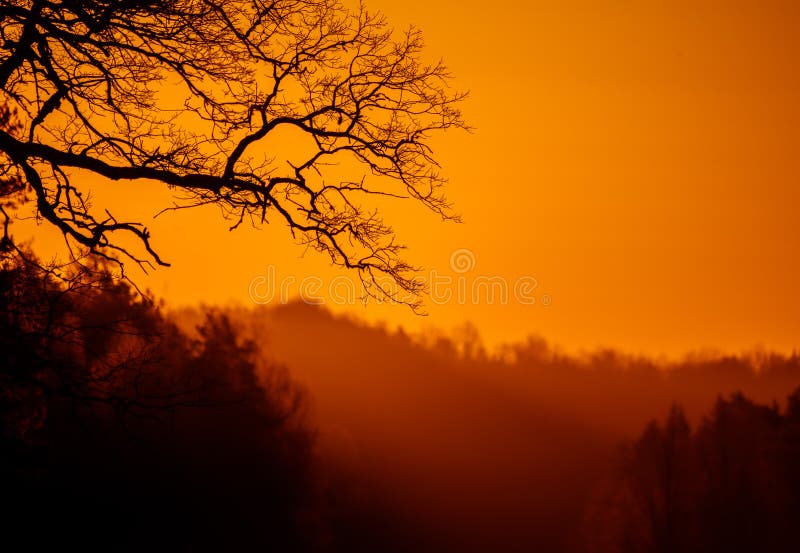 A Beautiful Diffused Light during the Spring Sunrise. Trees in Spring ...