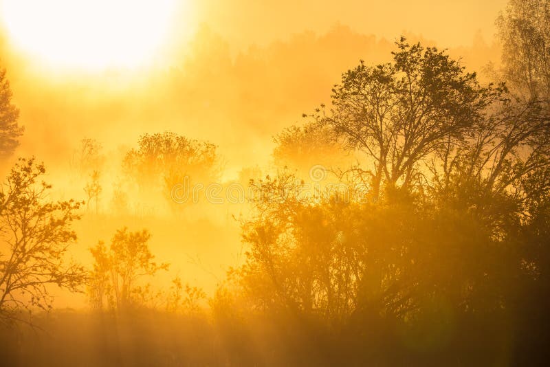 A Beautiful Diffused Light during the Spring Sunrise. Trees in Spring ...