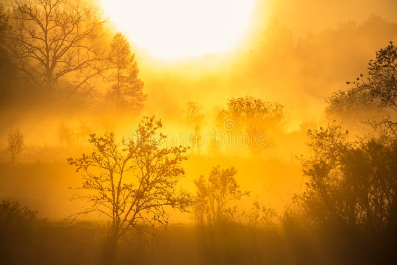 A Beautiful Diffused Light during the Spring Sunrise. Trees in Spring ...