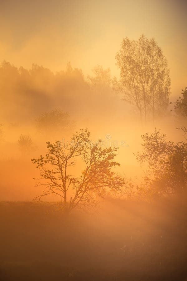 A Beautiful Diffused Light during the Spring Sunrise. Trees in Spring ...