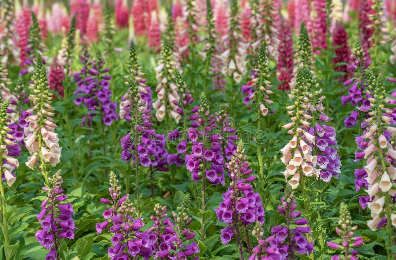 Beautiful Digitalis or Foxglove Flower in Garden Stock Photo - Image of ...