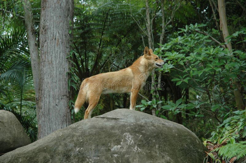 Red Dingo stock photo. Image of rock, overseeing, tree - 91895780