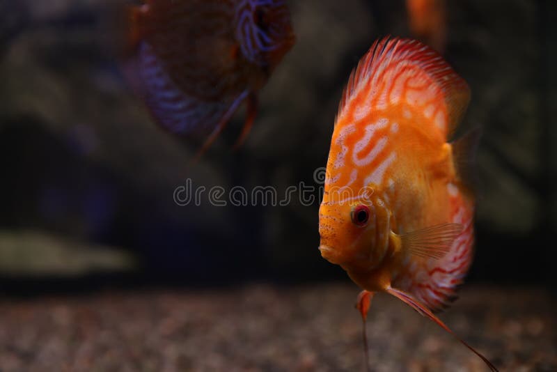 Beautiful Discus Fish in Aquarium Water Stock Image - Image of ...