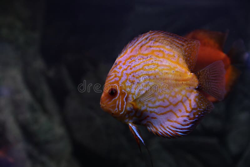 Beautiful Discus Fish in Aquarium Water Stock Photo - Image of aquatic ...
