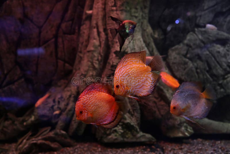 Beautiful Discus Fish in Aquarium Water Stock Image - Image of shoal ...