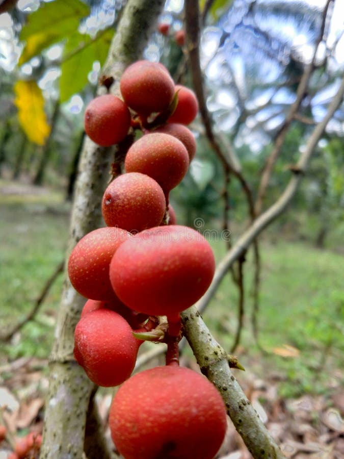 Beautiful Display of Exotic Red Fruit Stock Photo - Image of produce ...