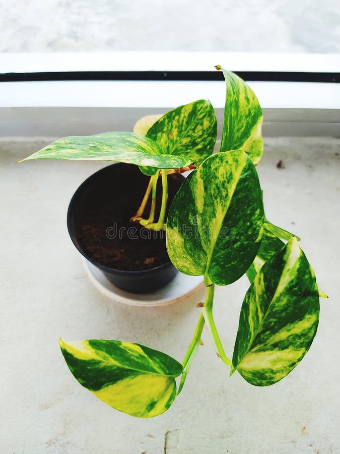 Beautiful Display of Ivory Betel Plant Editorial Photography - Image of ... Beautiful Display of Ivory Betel Plant Editorial Photography - Image of ...