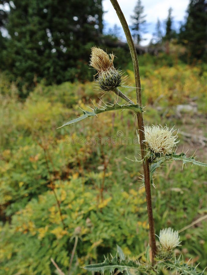 Plants at Dixie Forest, Utah ! Stock Image - Image of lanscape, walking ...