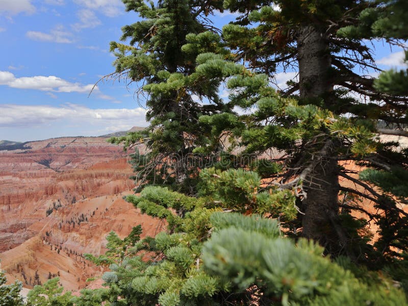 Plants at Dixie Forest ! stock photo. Image of forests - 131276084