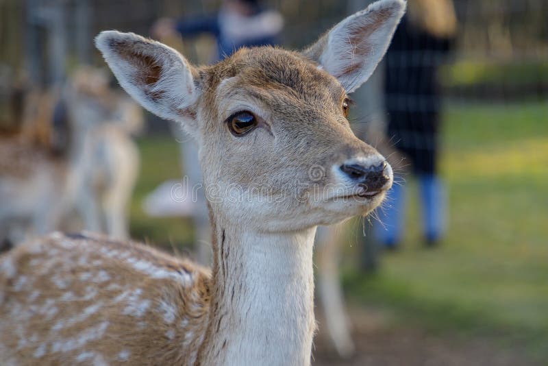 Beautiful doe stock image. Image of animals, europe - 132090907