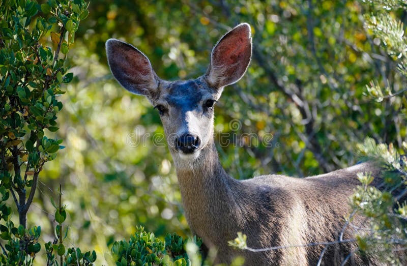 Beautiful Doe in a High Desert Forest Stock Image - Image of animal ...