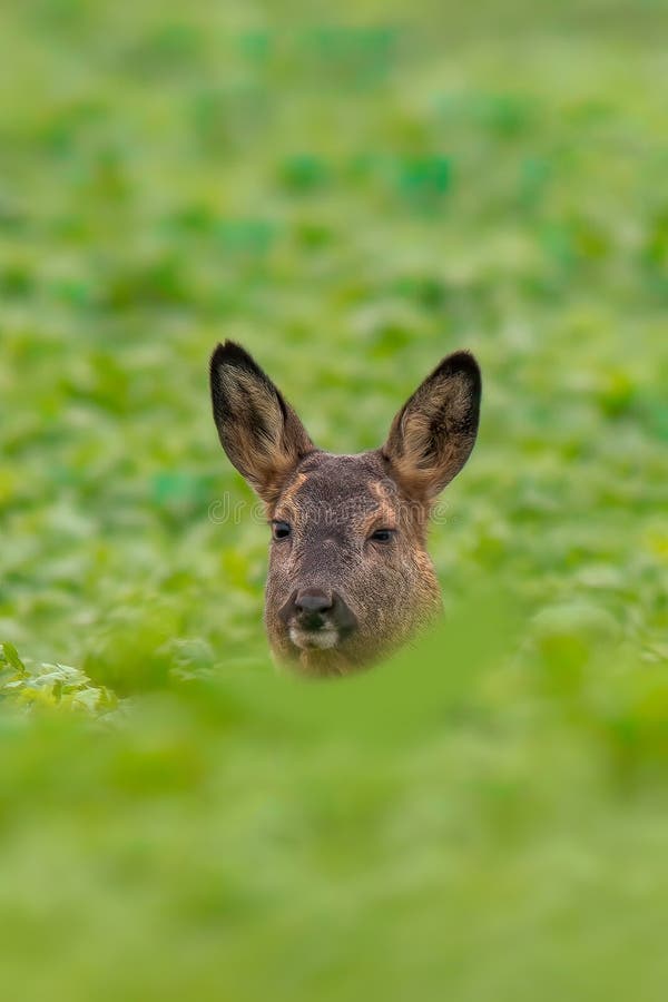 One Beautiful Doe Sits on a Green Field in Spring Stock Image - Image ...