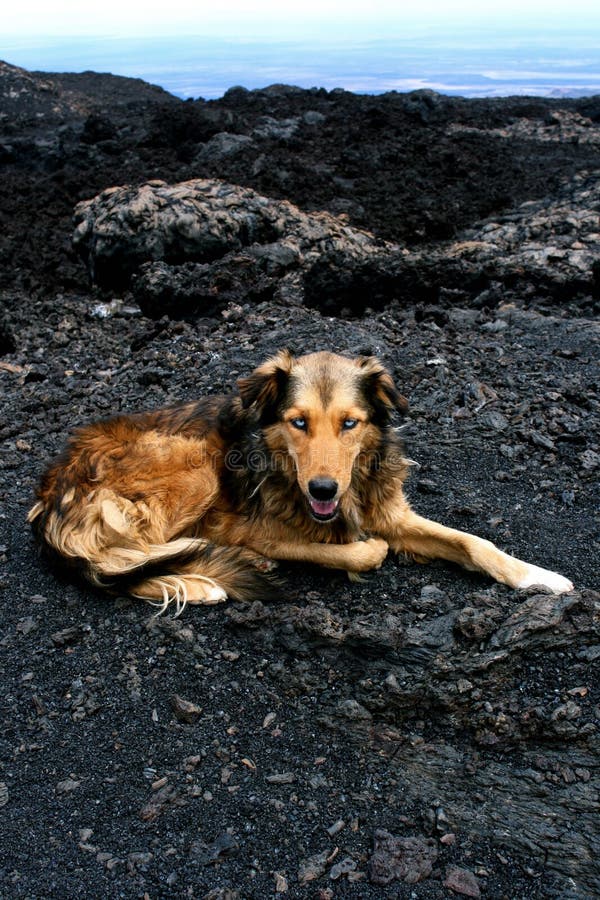 Beautiful dog stock image. Image of happy, collie, rocky - 12255849