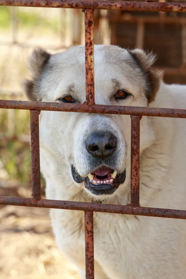 Beautiful dog breed alabai stock photo. Image of young - 273432702