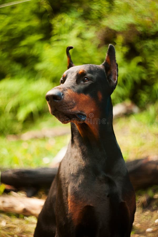 Beautiful Dog Breed Doberman on Nature in Sammer Stock Photo - Image of ...