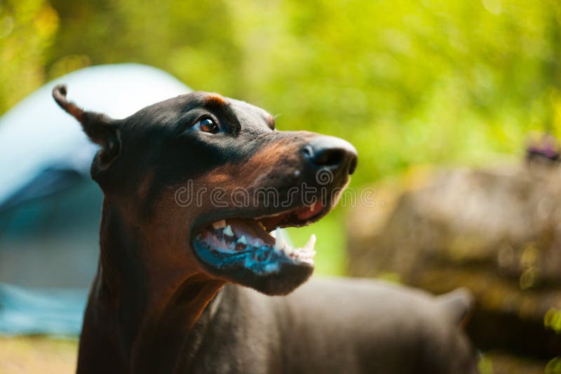 Beautiful Dog Breed Doberman on Nature in Sammer Stock Photo - Image of ...