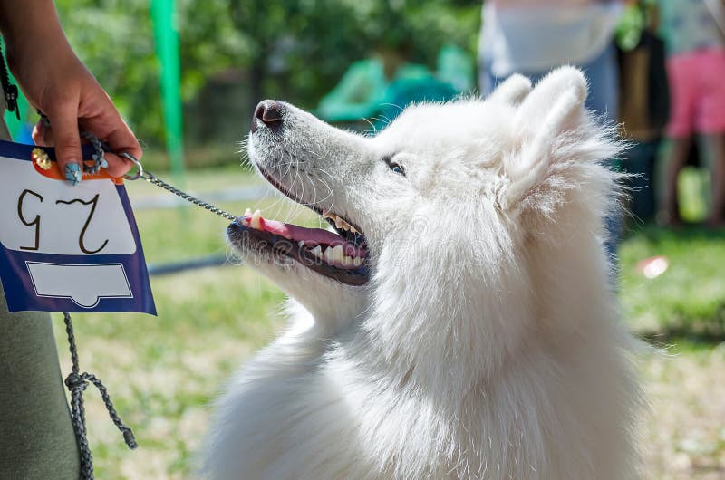 Beautiful Dog Breed Samoyed, Closeup Stock Image - Image of canine ...