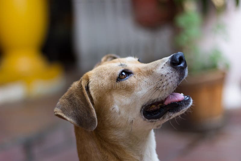 Beautiful Dog with Beautiful Colors Stock Image - Image of beautiful ...