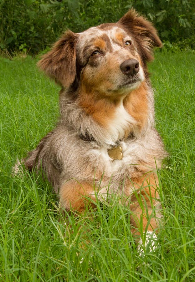 Beautiful Dog with Curious Expression Stock Image - Image of behavior ...