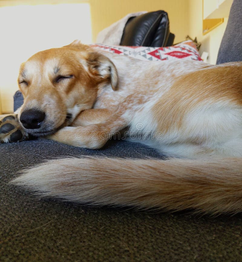 Beautiful Dog Having Naps in the Sofa Stock Photo - Image of mammal ...