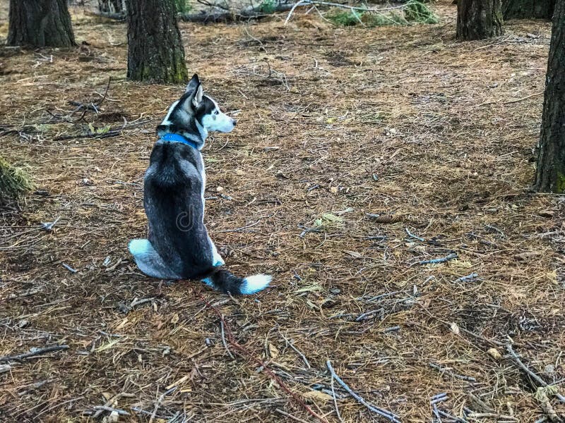 Beautiful Dog Husky in the Forest Stock Photo - Image of loyal, trained ...